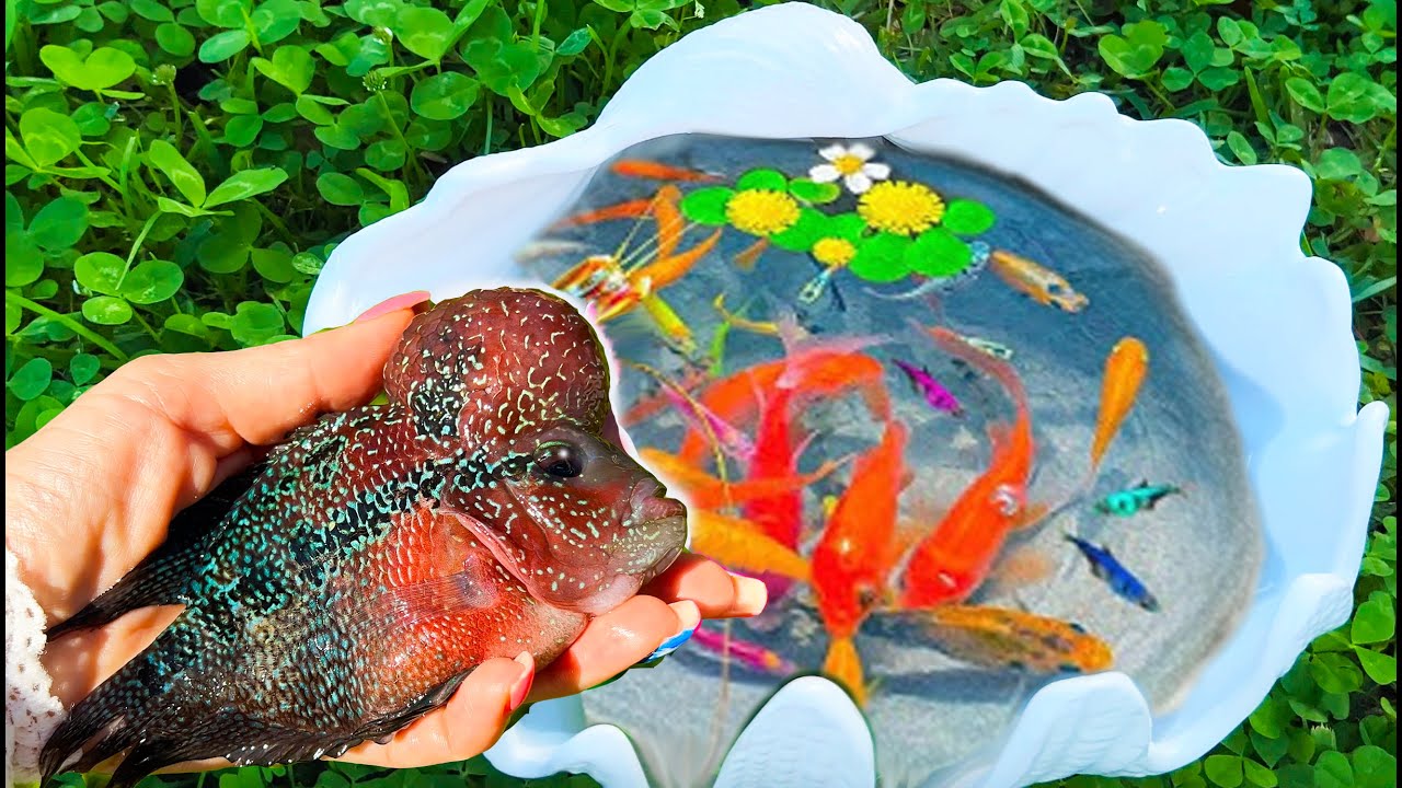 Catching colorful surprise fish, dragon fish, betta fish, angelfish ...