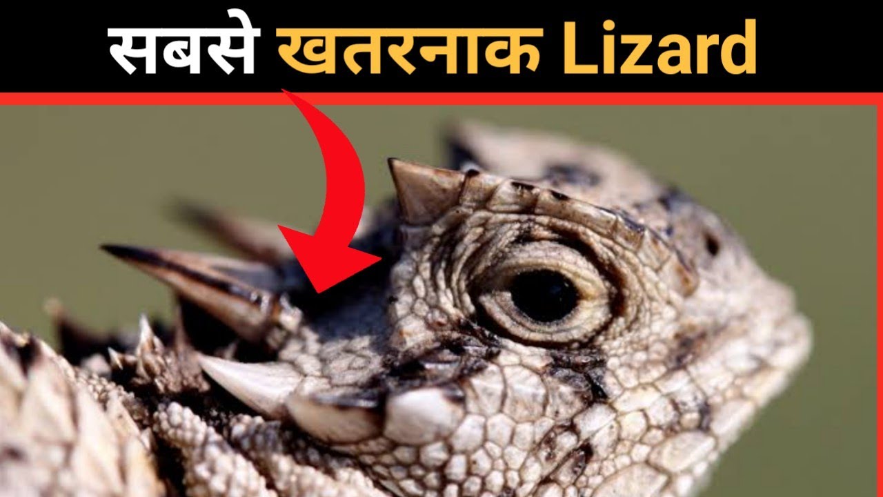 Intresting fact about Lizard | Horn Lizard Self Defence Techniques ...