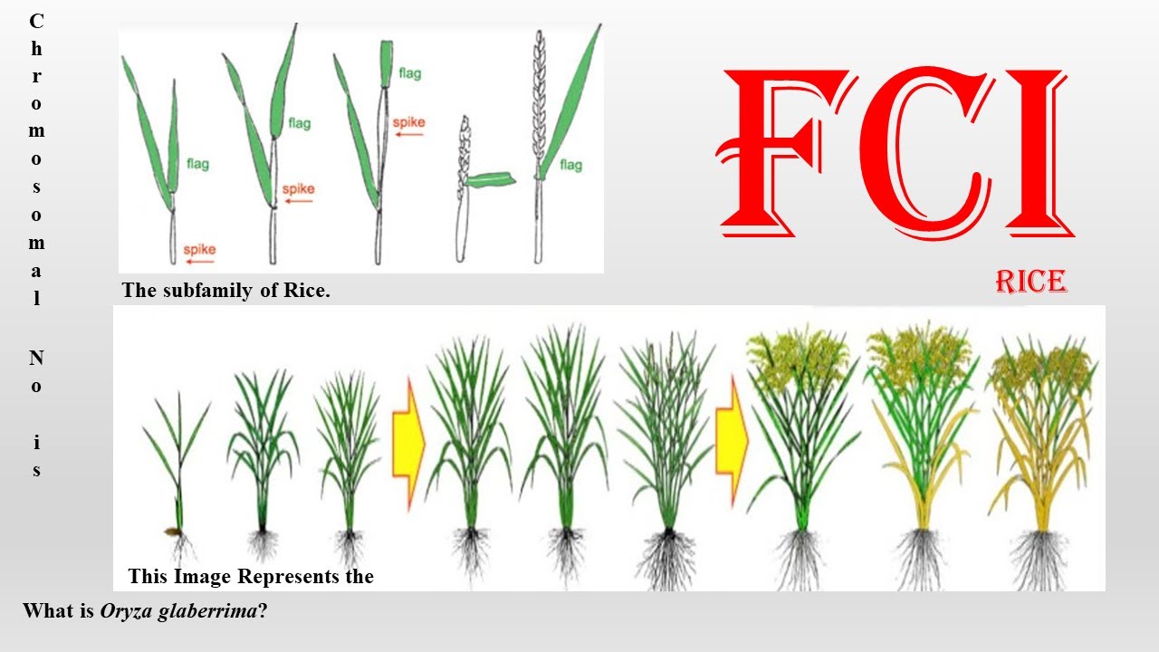 Introduction to rice crop and its growth stages - YouTube