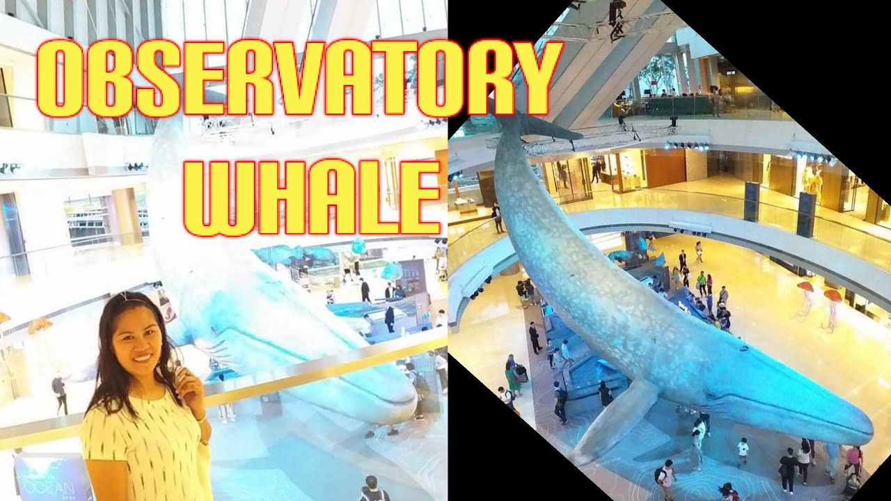 OBSERVATORY WHALE. - YouTube