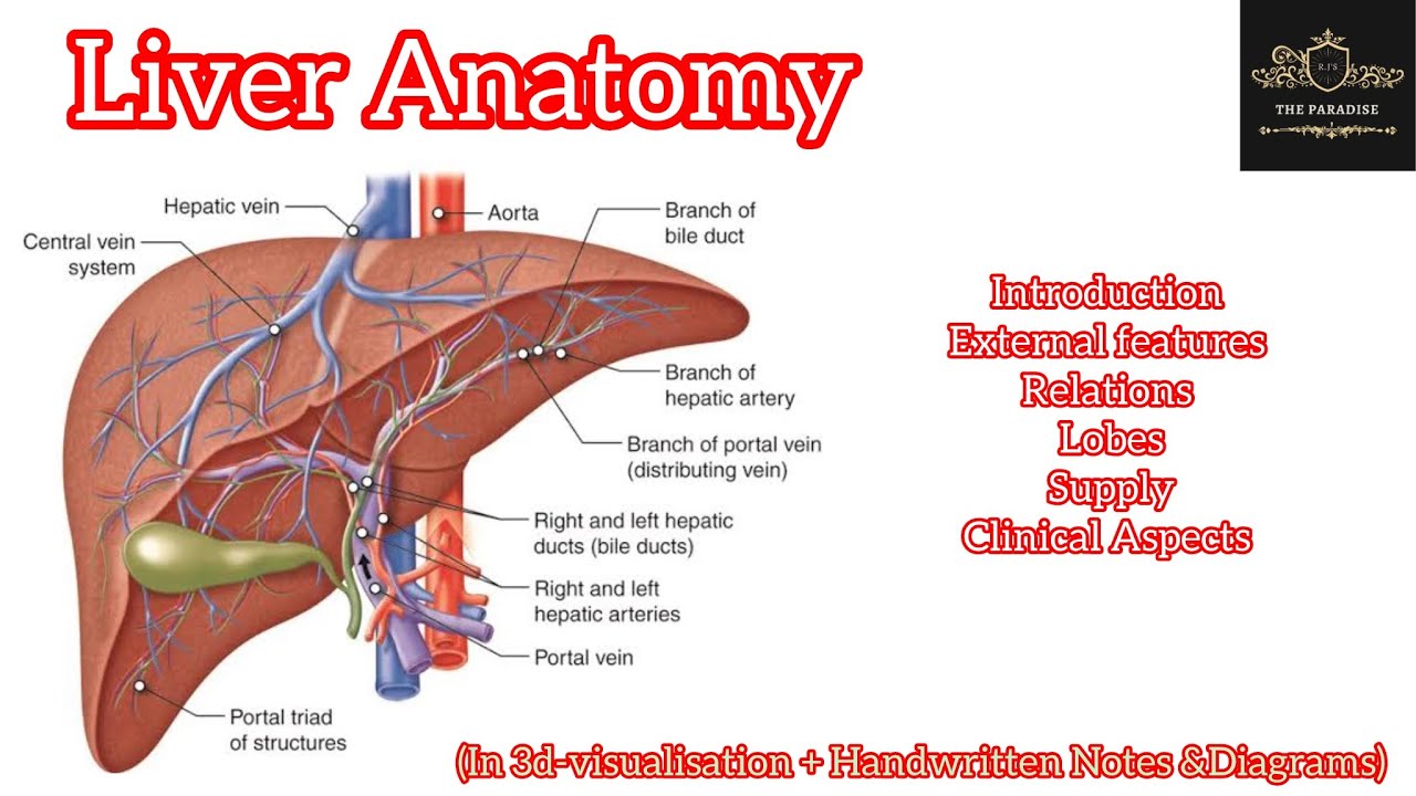 Liver Anatomy in just 17 minutes ️|Complete description|Clinicals|# ...