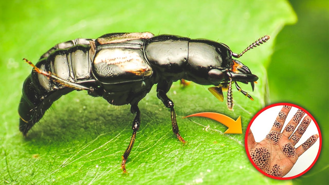 Most Dangerous Insects You Should Stay Away From! - YouTube