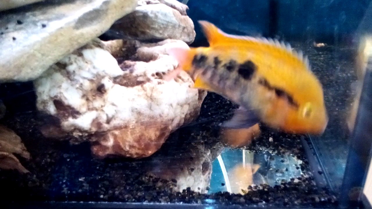 Archocentrus multispinosus - YouTube