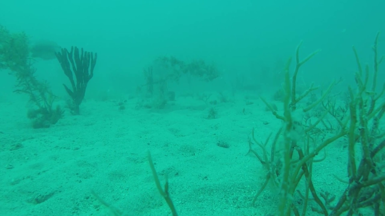 50 feet deep Go Pro 12 miles out from Saint Petersburg - YouTube