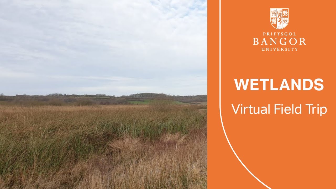 Life in Wetlands Virtual Field Trip - YouTube