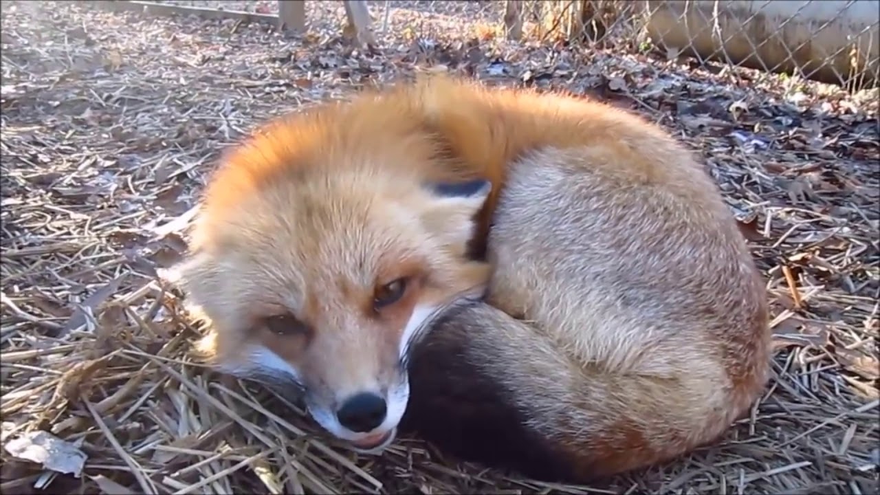 Cute Baby Fox Playing | Wonderful Reactions by Baby Fox | Compilation ...