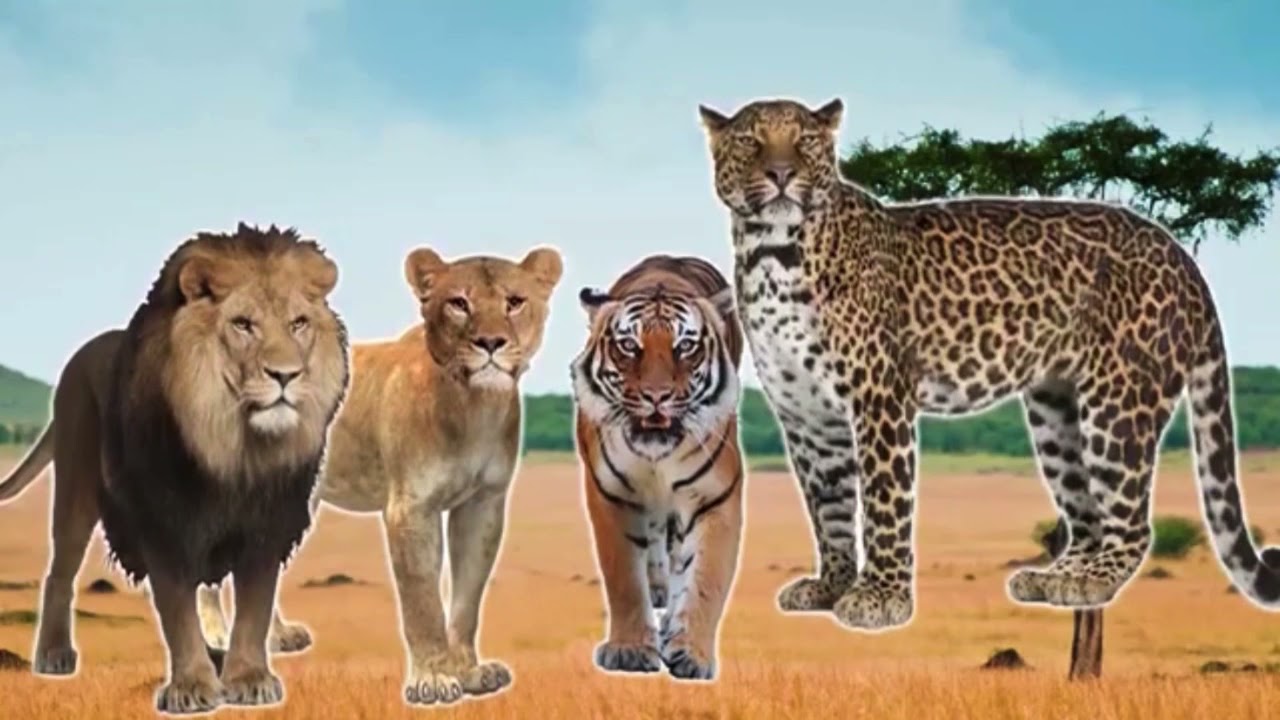 Peppa pig animals band Africa wild animal finger family emi tv lyrics ...