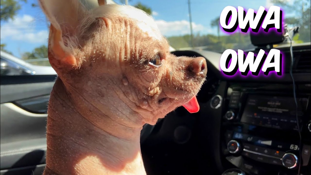 The NEXT Pudgy Woke? (DERPY Dog Gives Back) | A1A Adventures - YouTube