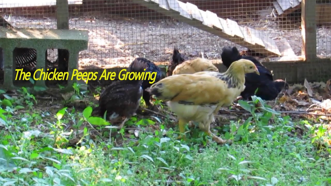 The Chicken Peeps Are Growing - YouTube