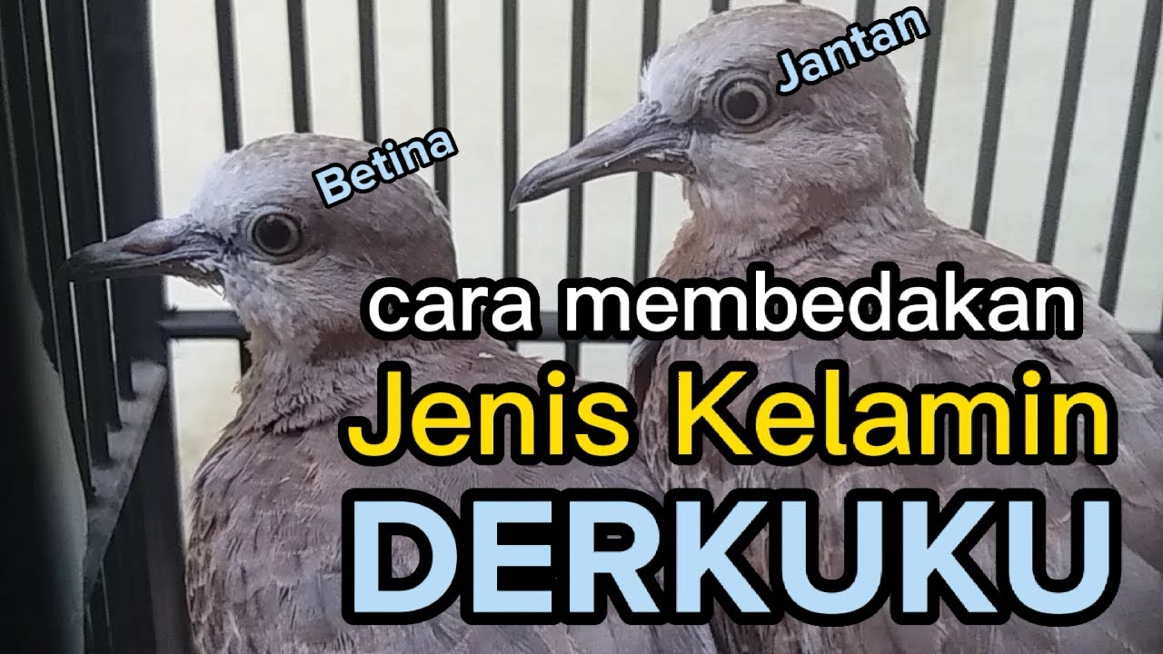 Cara membedakan derkuku/tekukur jantan dan betina - YouTube