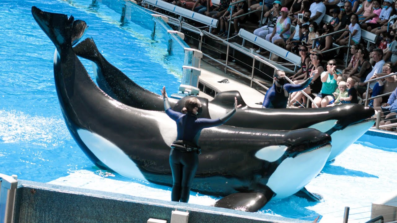 SeaWorld Orlando: Orca Encounter FULL SHOW - 2021 - YouTube