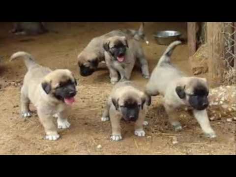 Hayrettin Tarhan/Zaraya Gidem/Özel Klipli