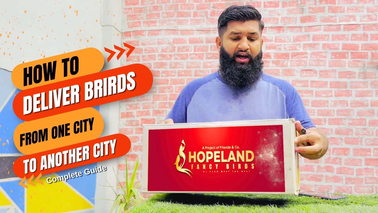 How to deliver birds from one city to another city | Complete guide ...