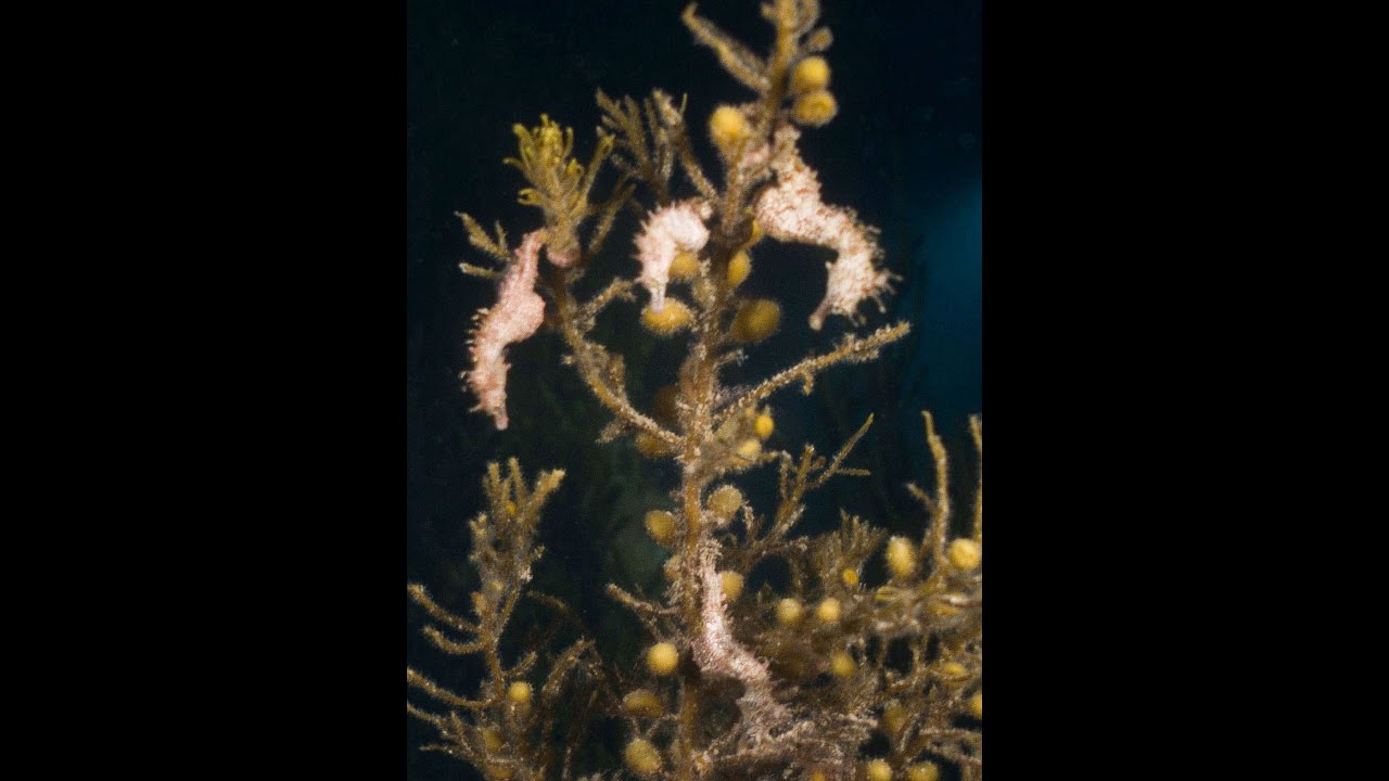 Diving Edithburgh Jetty SA - YouTube