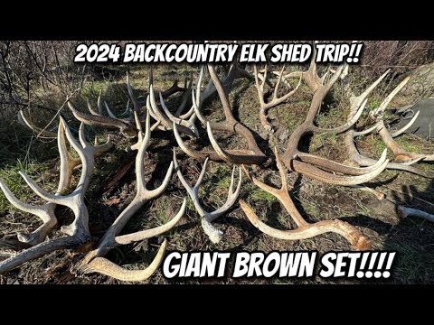 Backcountry Elk Sheds!!! ~Ripper Magoo~ - YouTube