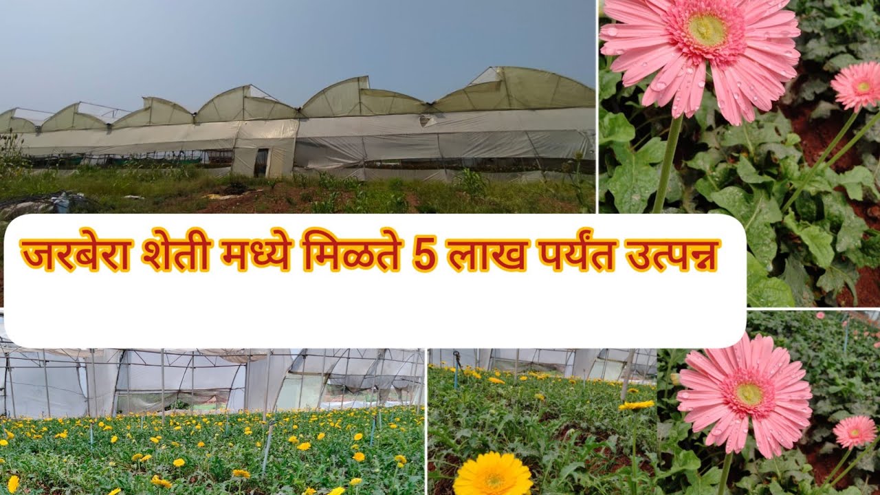 polyhouse farming# gerbera - YouTube
