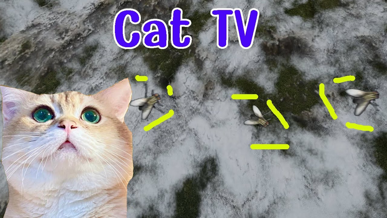 CAT GAMES l Cat game catch 3 housefly | CAT TV |10 min#cats #catgames # ...