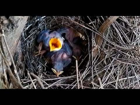 Great myna baby bird trying to save his own life - YouTube
