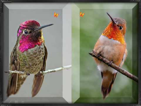 FÜTTYKONCERT MADARAKKAL ...ZENE: HACKI TAMÁS - KÉK DUNA KERINGÓ - YouTube