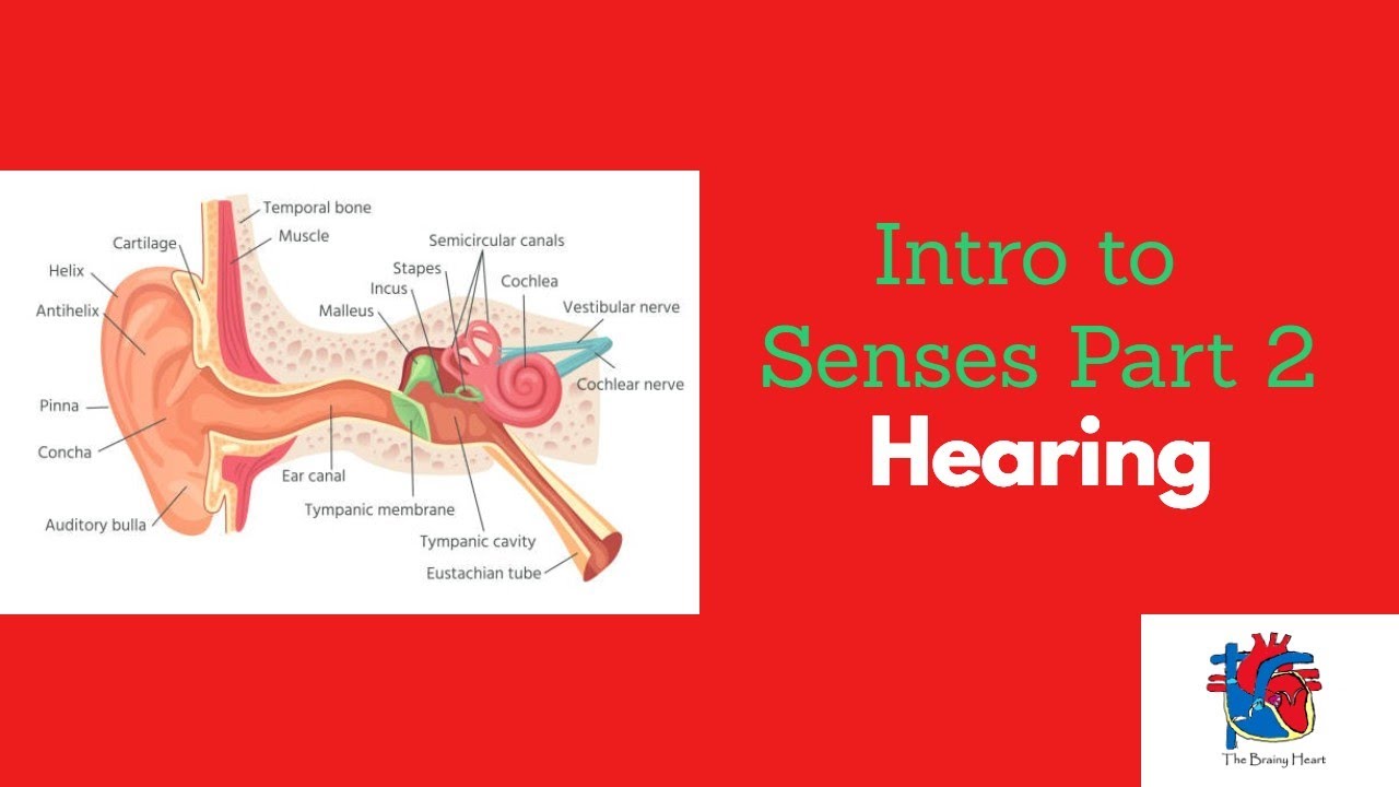 Sense Of Hearing Diagram