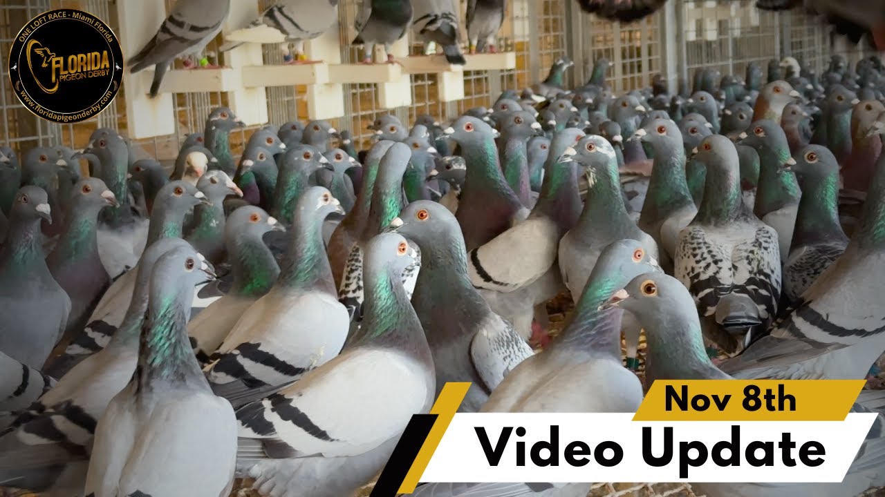 VIDEO UPDATE (FLORIDA PIGEON DERBY SEASON 2023) - YouTube