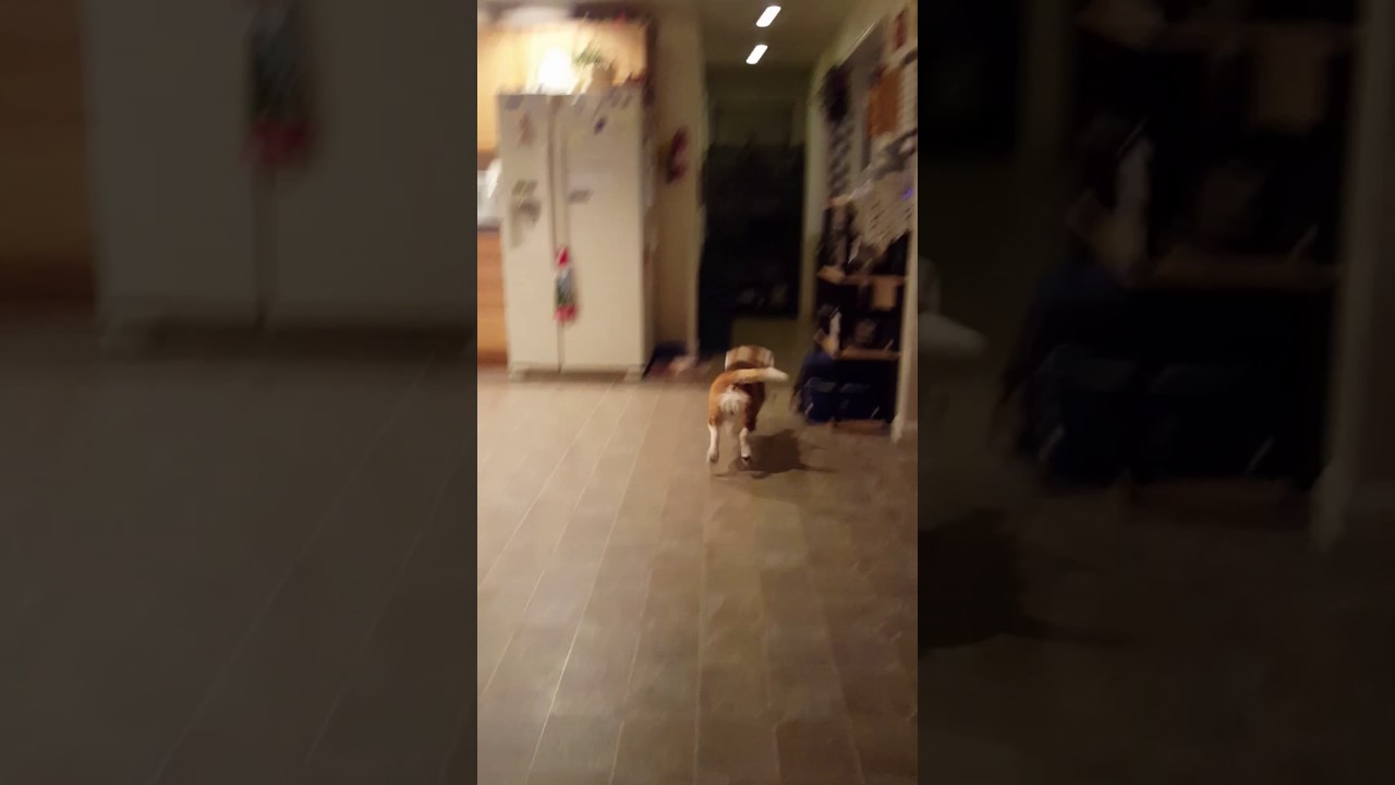 Georgia & her poop - YouTube