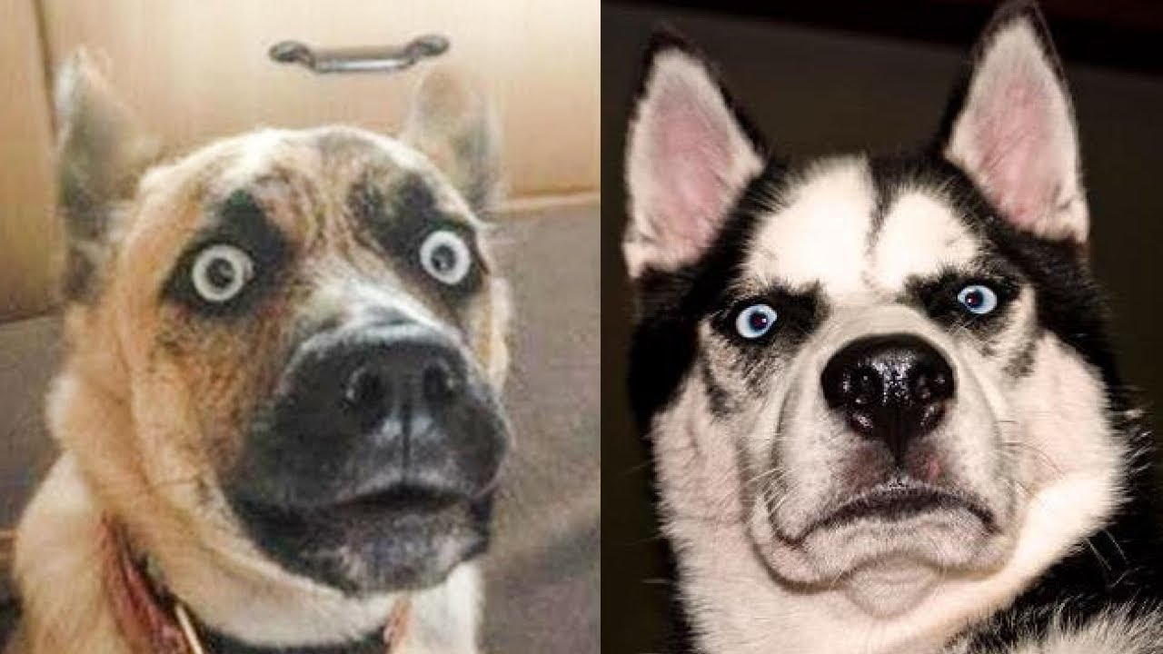 🐶 Dogs Funny Compilation 😂 Cute and Funny Dog Moment - YouTube