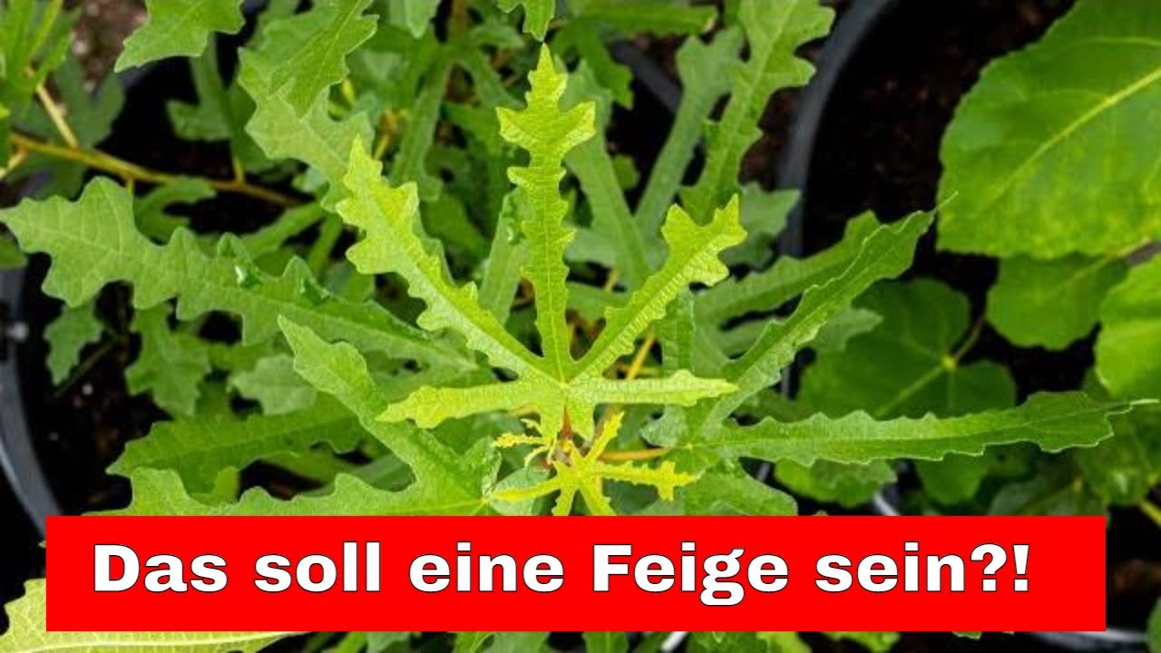 Ungewöhnlicher Feigenbaum - Ficus Johannis Digitata - YouTube