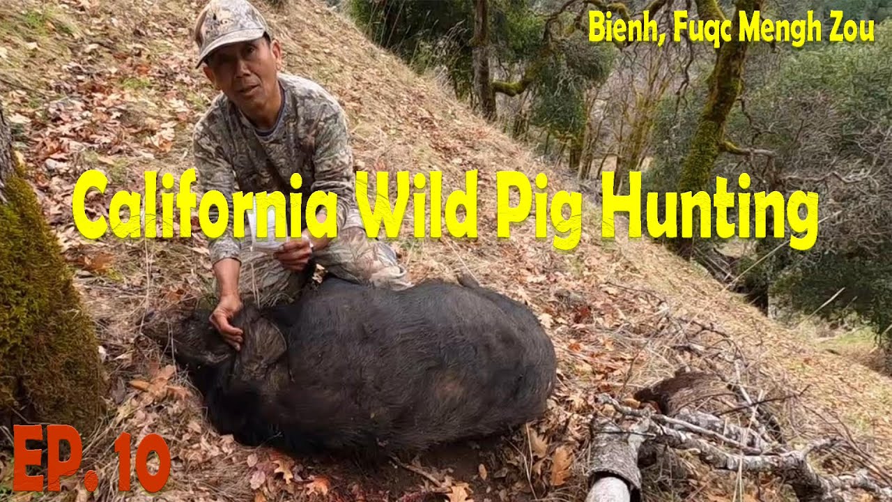 California Wild Pig Hunting - YouTube