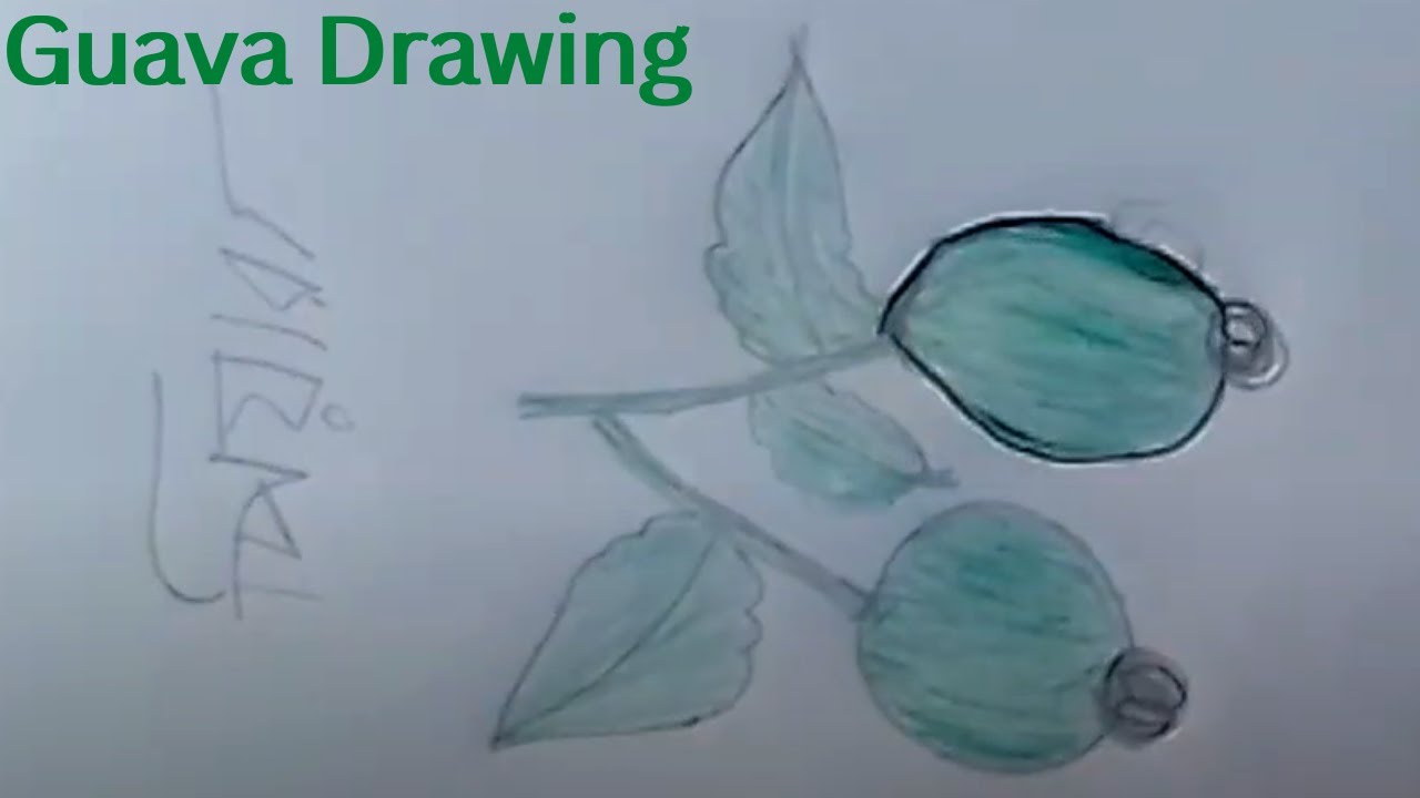 How to Draw Guava Step by Step || Easy Pencil Art - YouTube