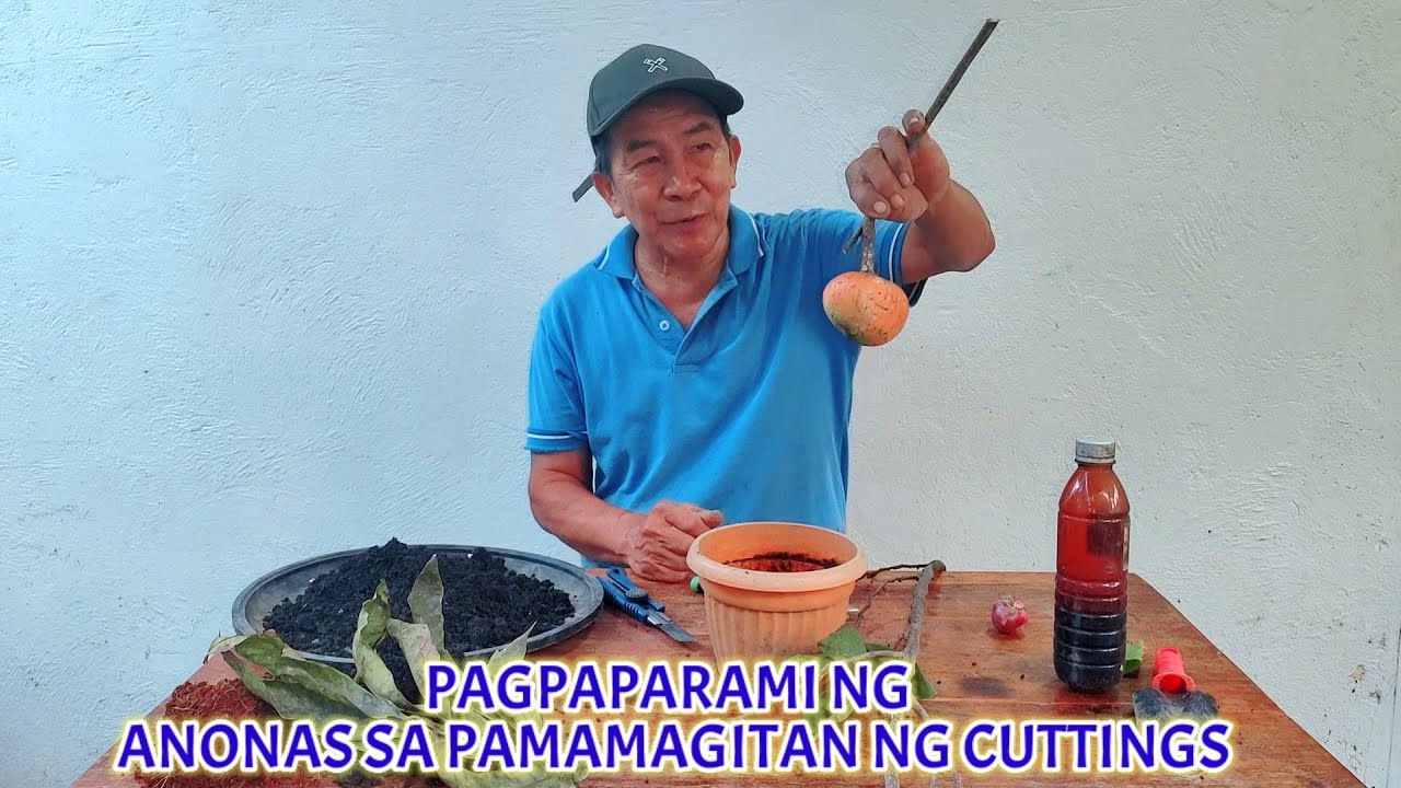 Anonas propagation through cuttings - YouTube