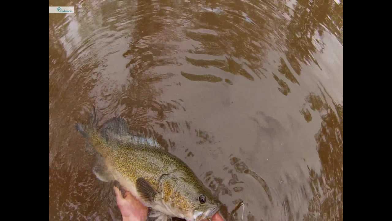 River Murray Cod - YouTube