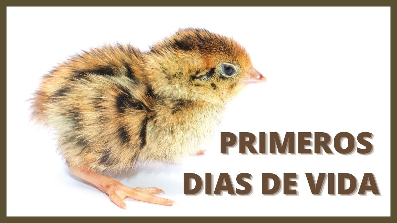 Cuidados De los POLLITOS de CODORNIZ Los Primeros Días de Vida 🐣 (CURSO ...