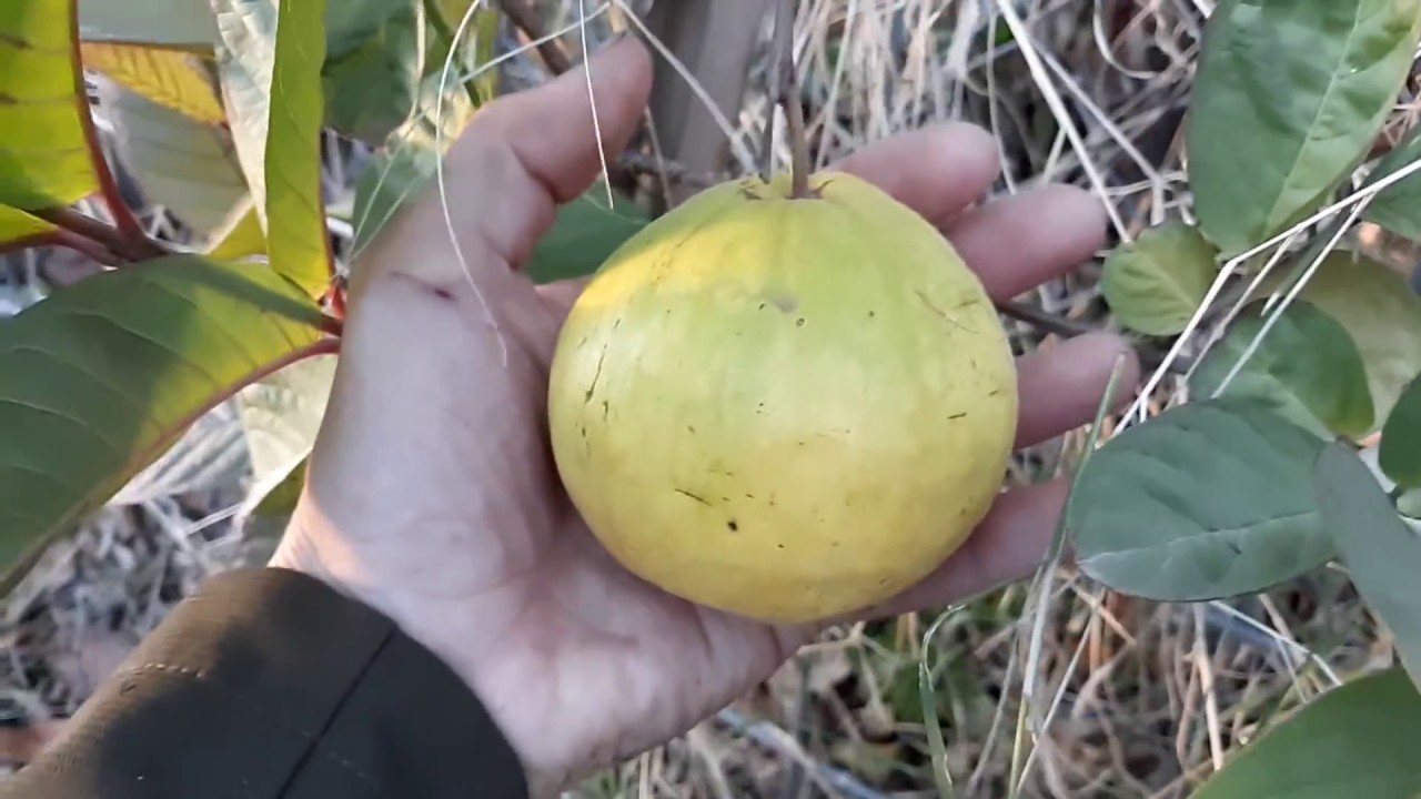 How to get 2 crops of guava per year by letting them freeze! - YouTube