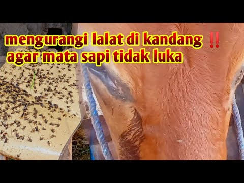 cara mengurangi lalat di kandang sapi || versi pemula - YouTube