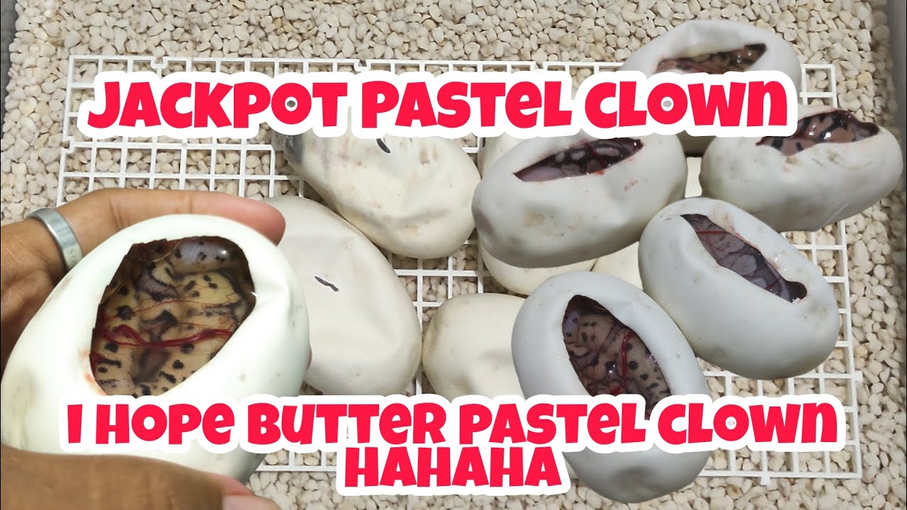 CUTTING TELUR BALL PYTHON!!! JACKPOT COMBO CLOWN!! - YouTube
