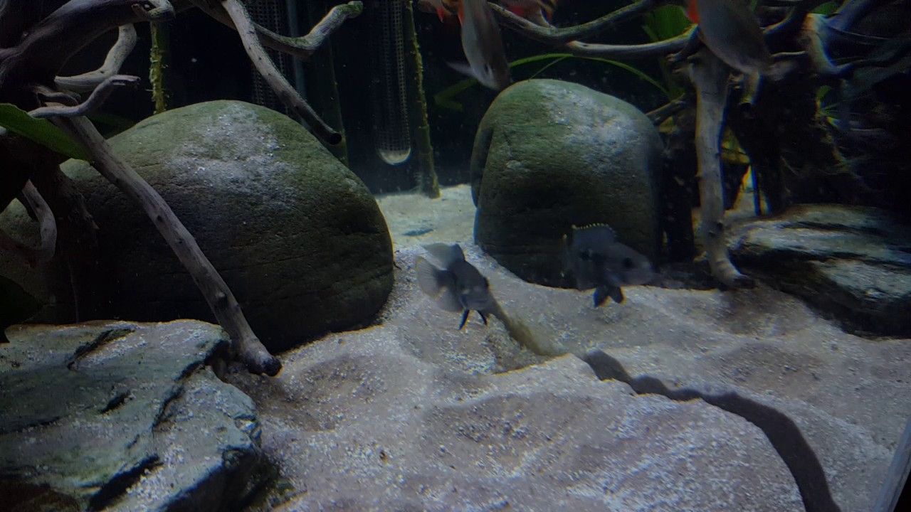 Green Terror Cichlids with Fry - YouTube