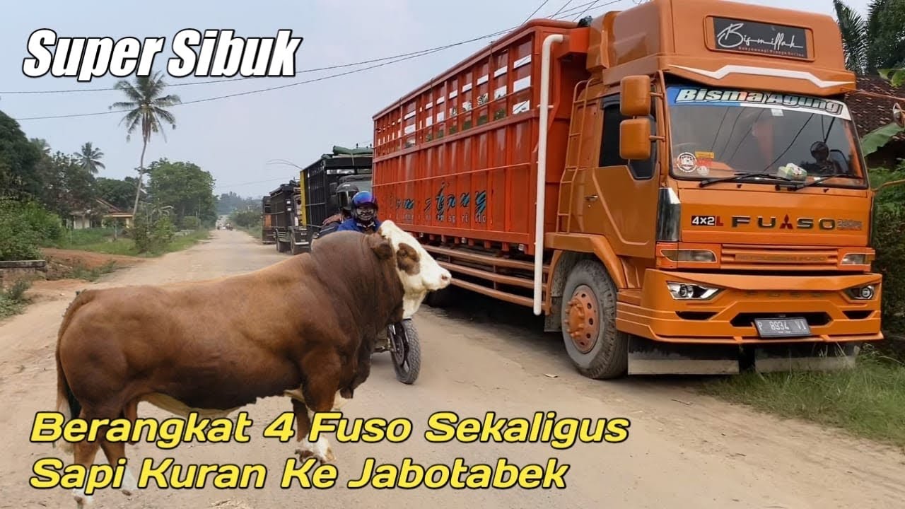 Angkut Sapi Kurban 700 ekor Serempak 4 Fuso Ke Jabotabek kandang bos ...