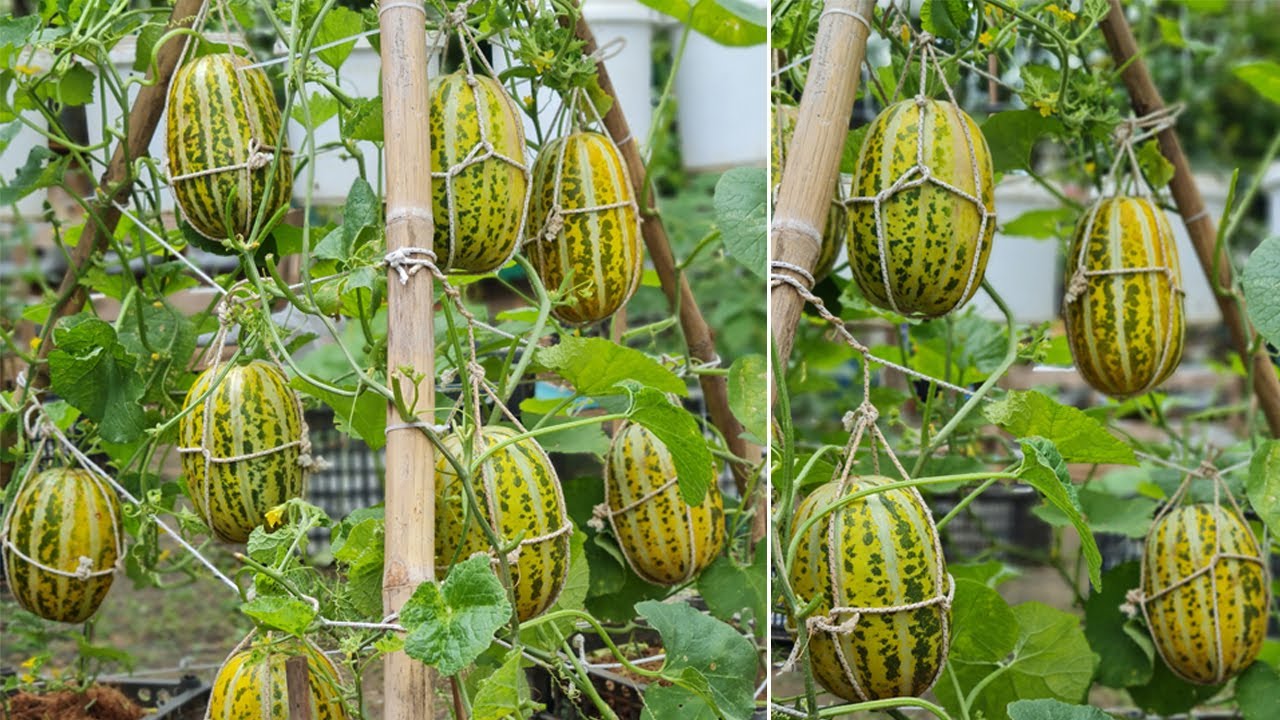 Skill for growing melons at home for extremely large and sweet fruit ...