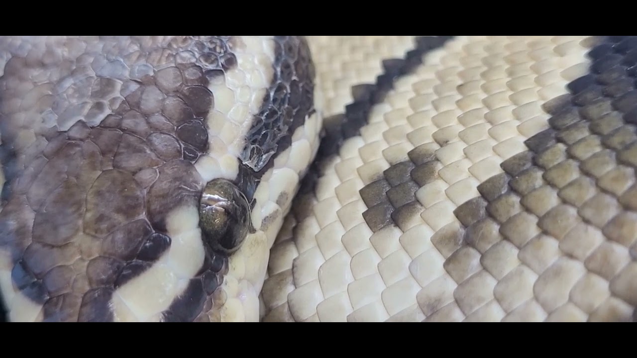 SUPER PASTEL PYTHON - YouTube