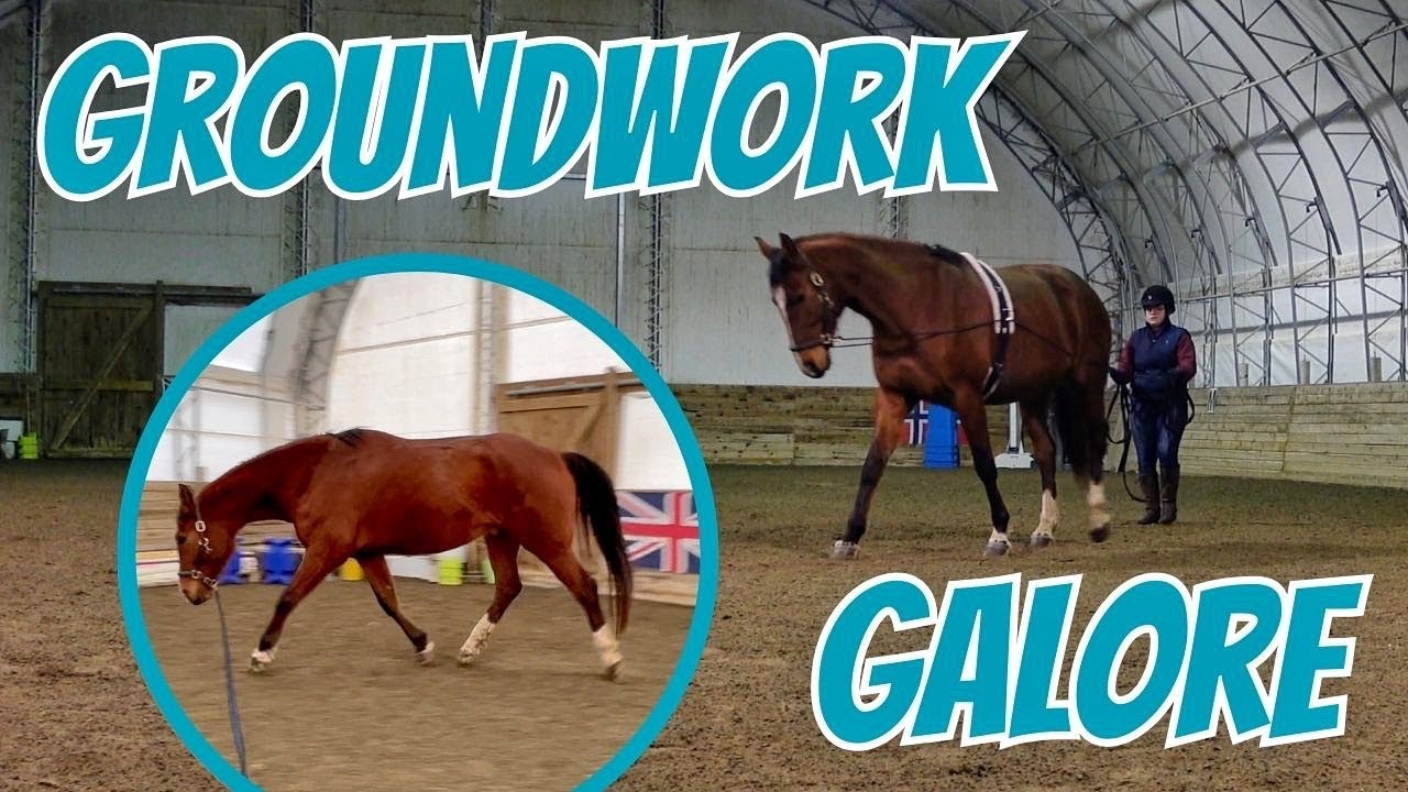 Bringing my young horse back to work after a winter break - groundwork and more GROUNDWORK 🫶 ...