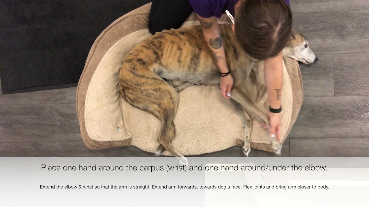 Canine Therapeutic Exercises: Forelimb Range of Motion - YouTube