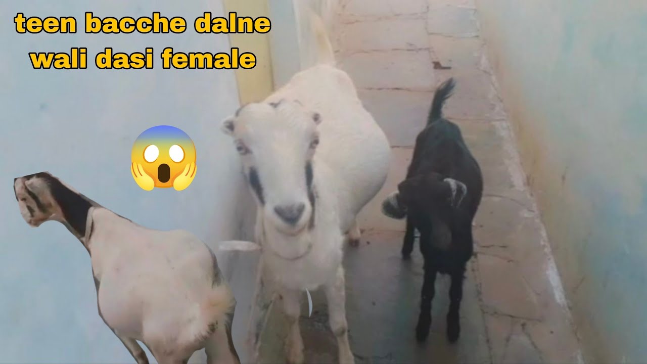Dasi Bhargavan Bakri teen bacche dalne wali dasi goat available - YouTube