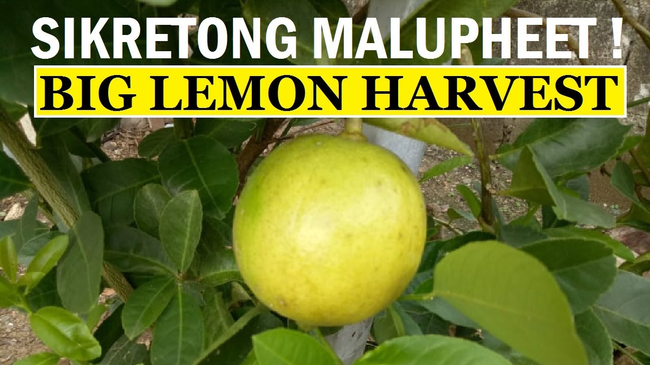 SECRET REVEALED TO A BIG SIZE LEMON HARVEST | JUST FOR FUN !!! MAYUMI ...