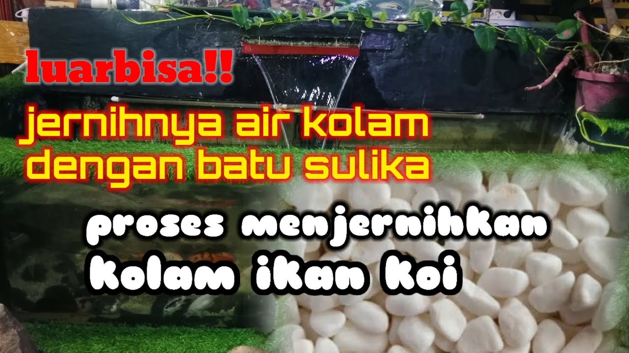luar Biasaaa!! Air Kolam Ikan Koi Menjadi Sangat Jernih. Memakai Batu ...