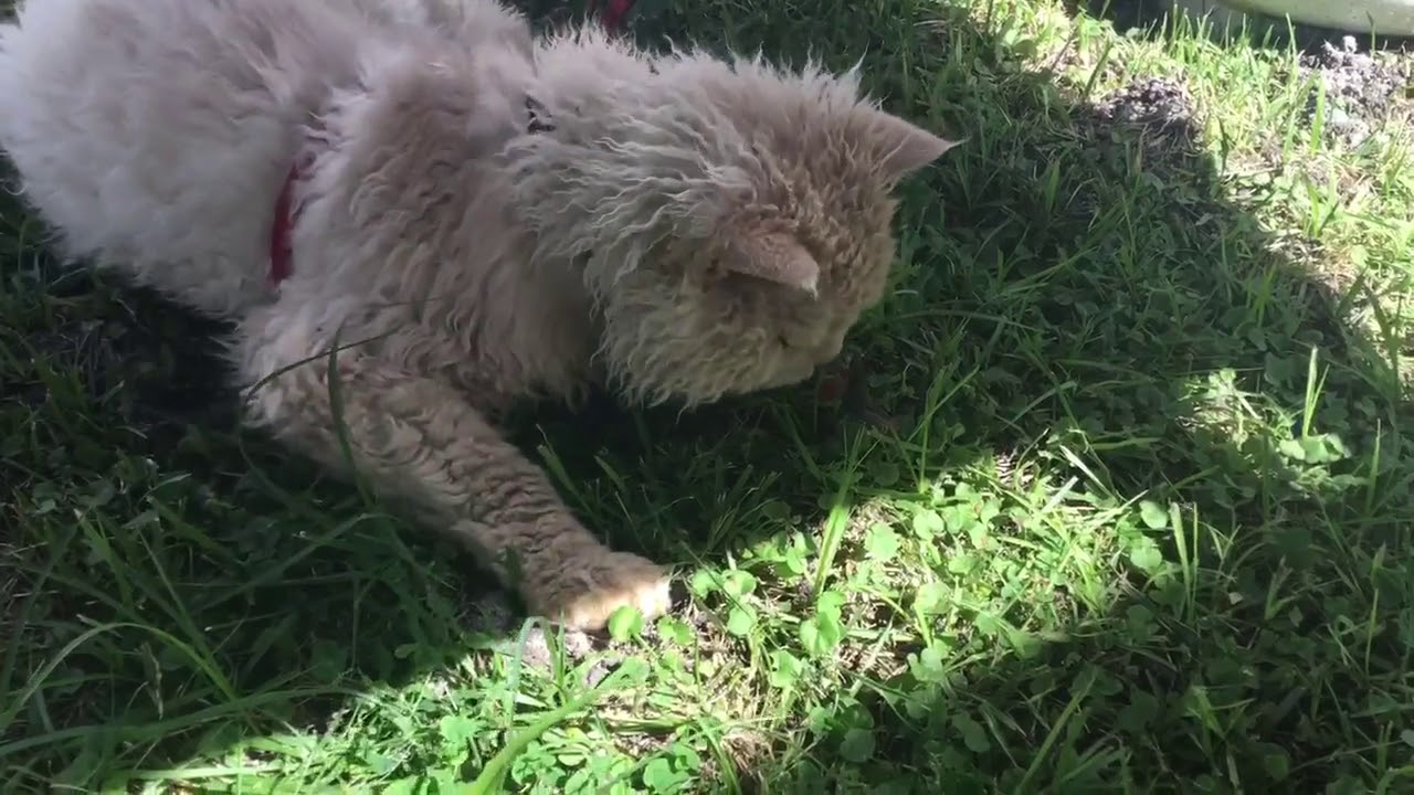 Youry le chat Mouton (Selkirk Rex) - YouTube