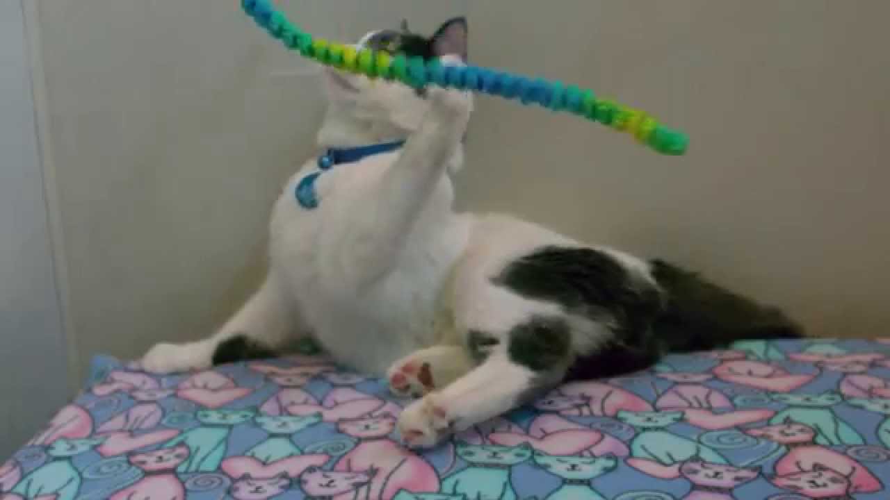 Slow Motion Cat Playing with String caught in High Definition HD Slow ...