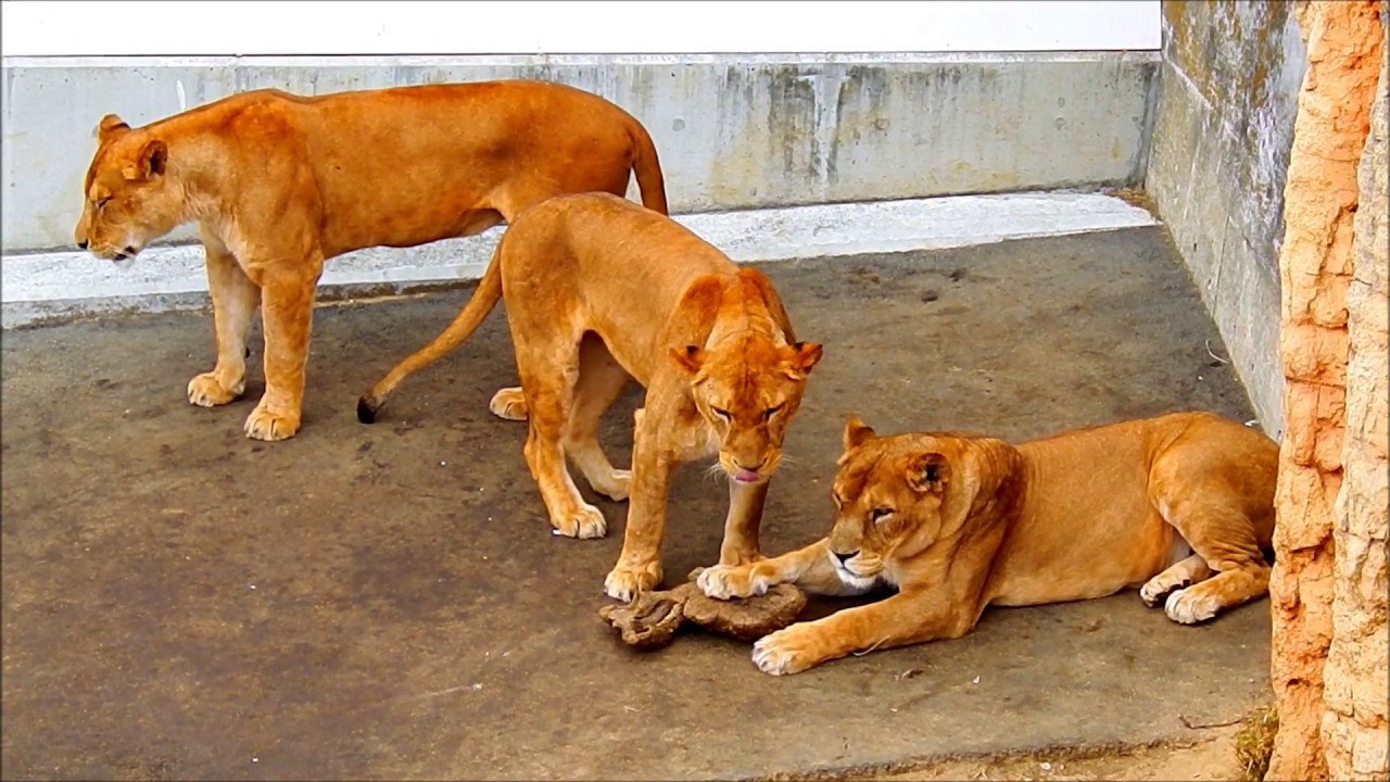 ケイコさん母娘＆ナナ母娘 Keiko Family and Nana Family Lion(ライオン) 多摩動物公園 - YouTube