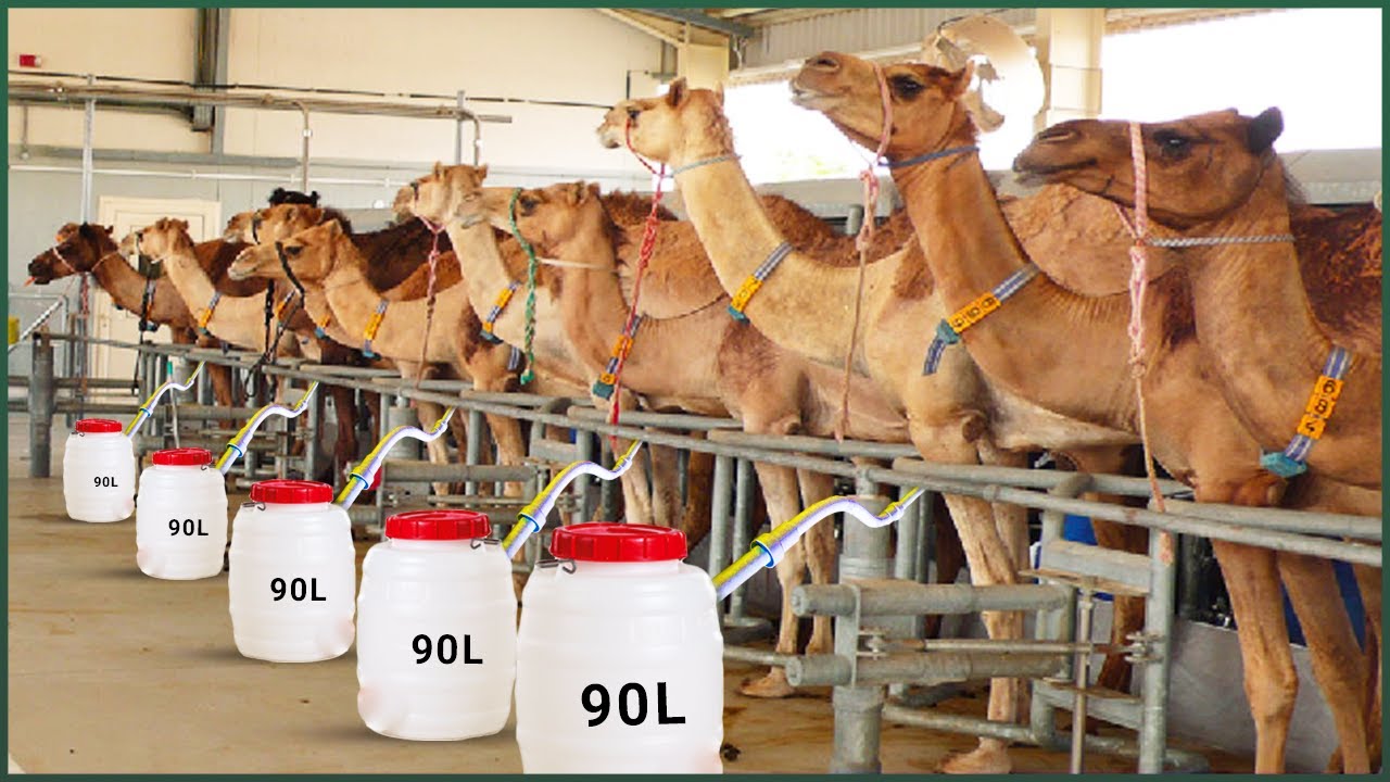 Modern Camel Farming & Camel Milk Product - Automatic Camel Milking ...