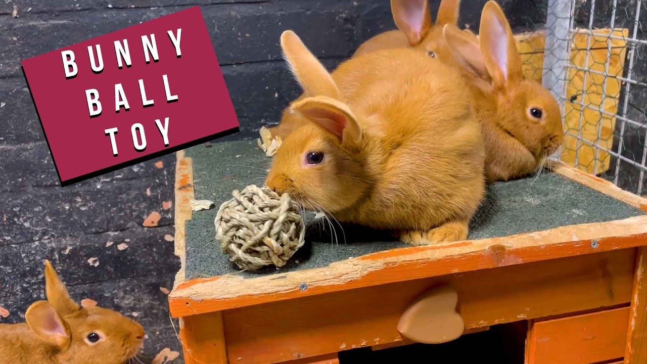 Cute Rabbit Plays With Ball Toy - YouTube
